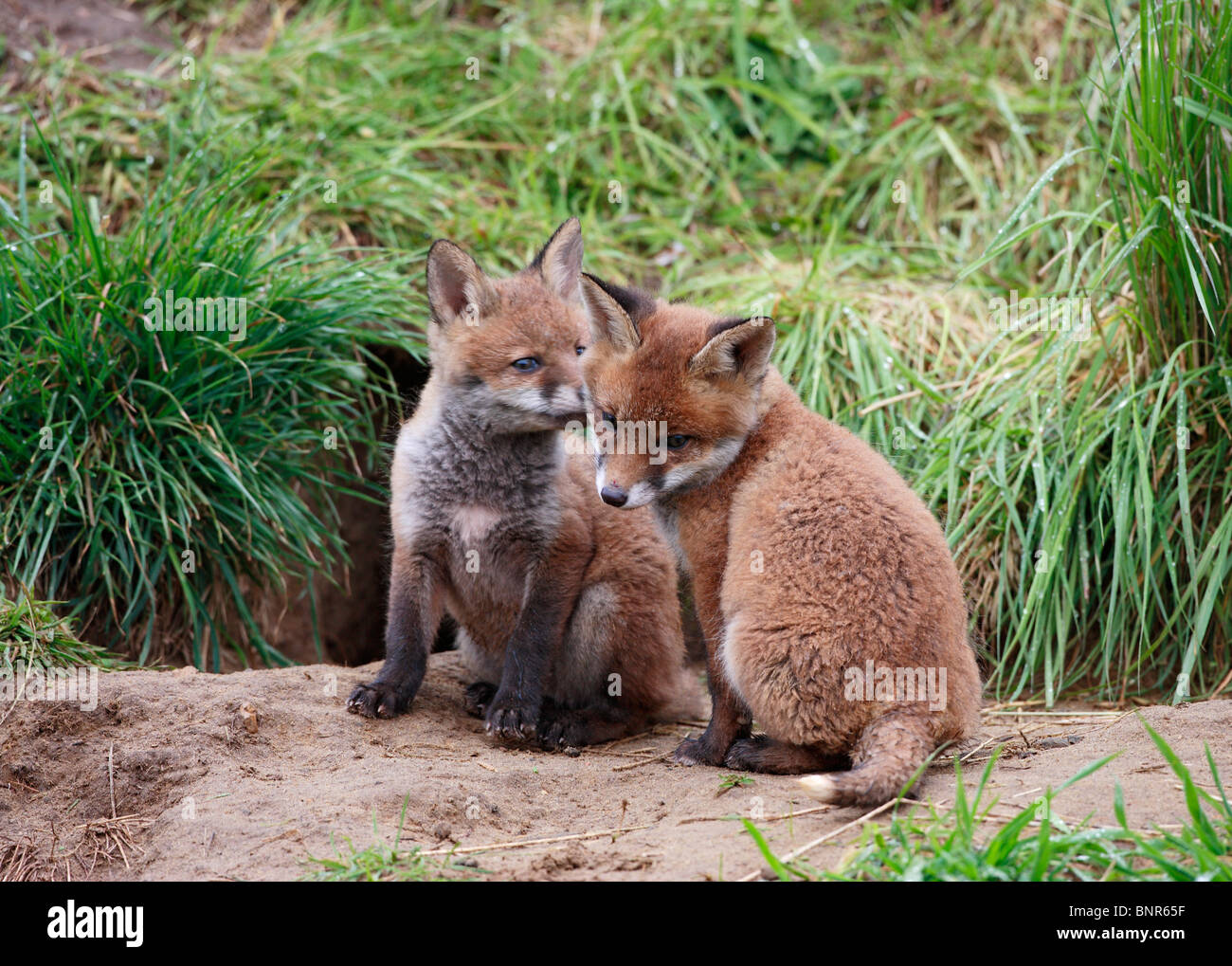 Fox and cubs hi-res stock photography and images - Alamy