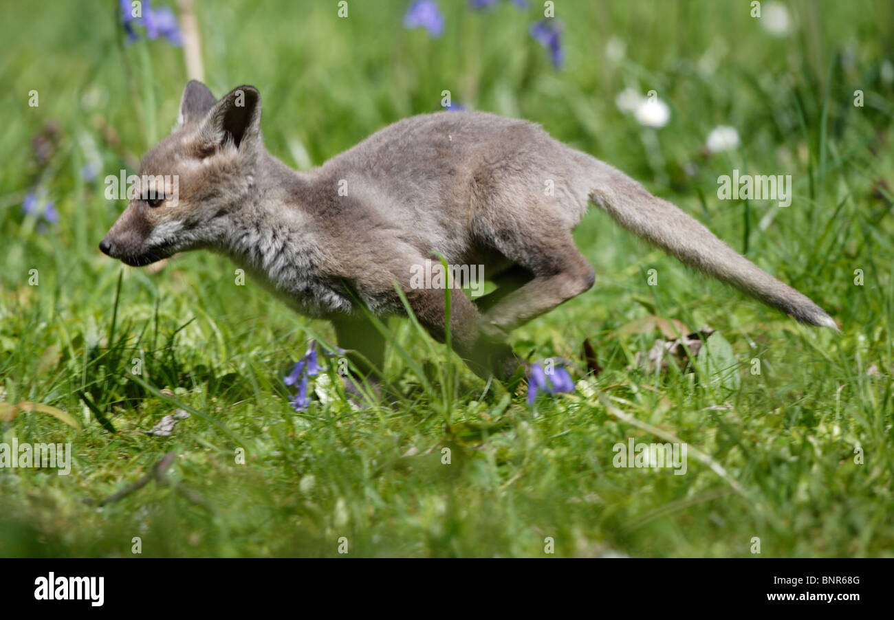 Red fox (Vulpes vulpes) cub running in bluebells Stock Photo - Alamy