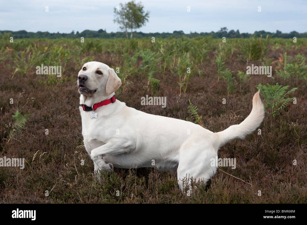 Labrador retriever dog, popular with the past time of shooting game ...