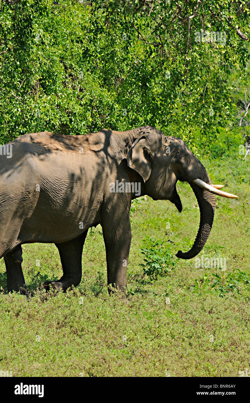 Big elephant tusker sri lanka hi-res stock photography and images - Alamy