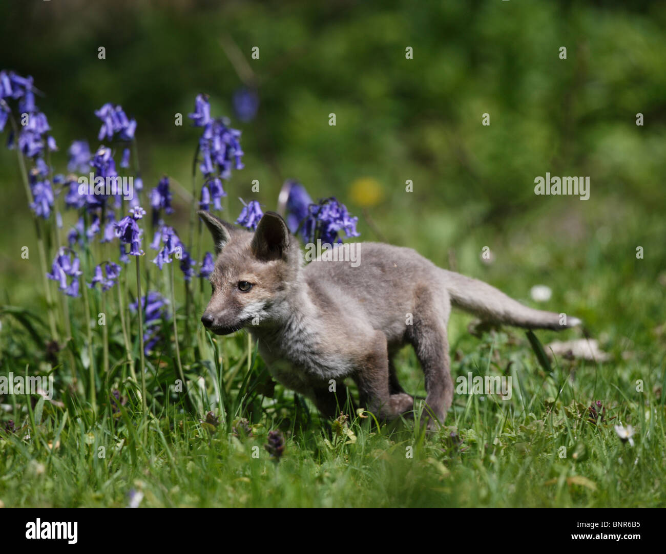 Running fox hi-res stock photography and images - Alamy