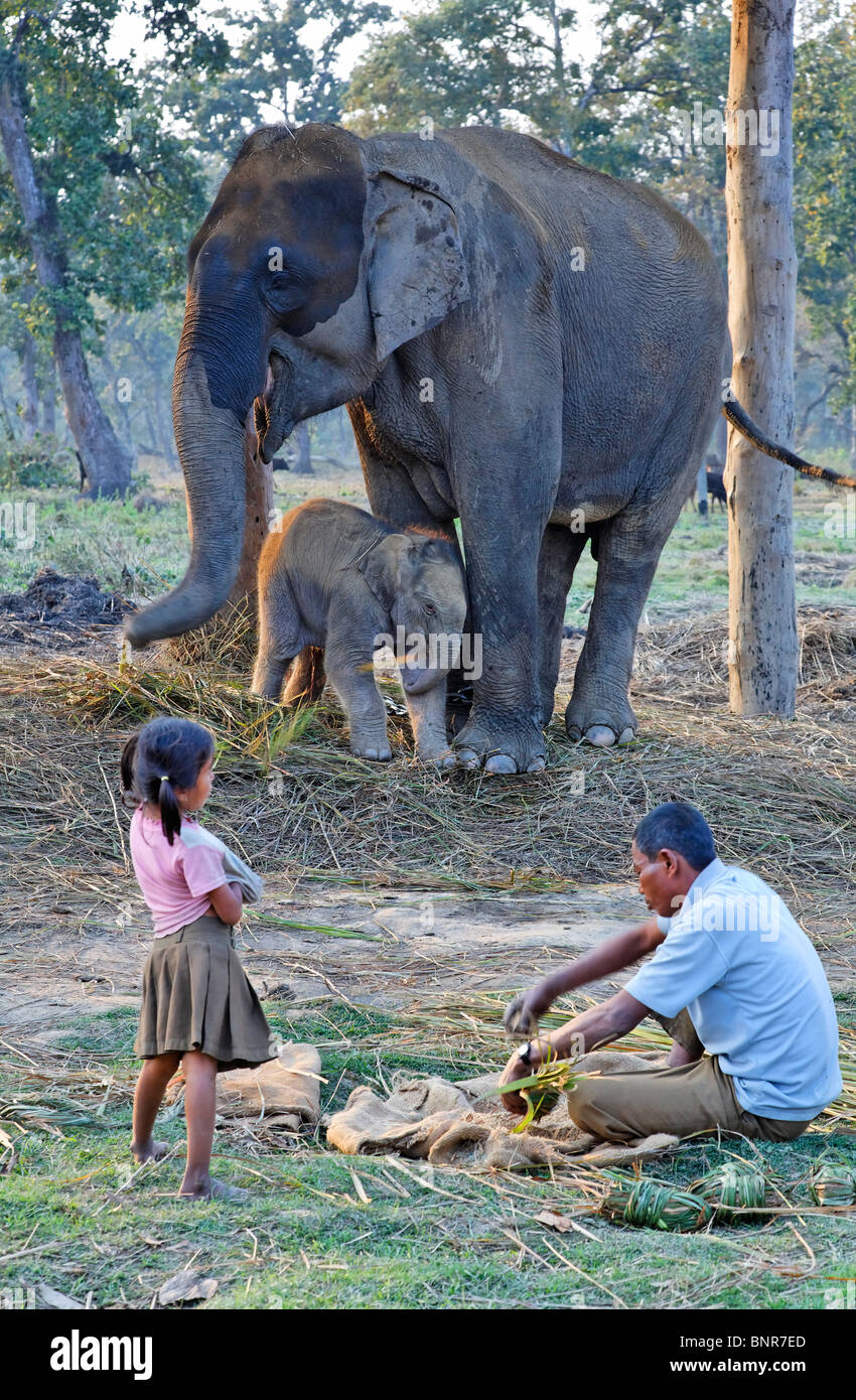 Nepal - Chitwan National Park - Elephant Breeding Centre Stock Photo ...