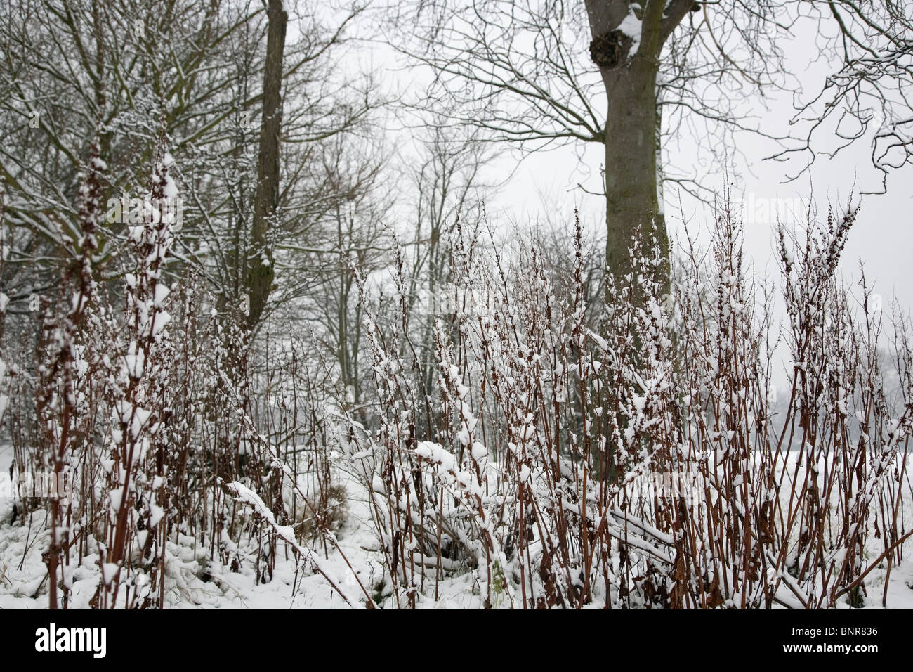 Clapham Common in the snow - nature Stock Photo - Alamy