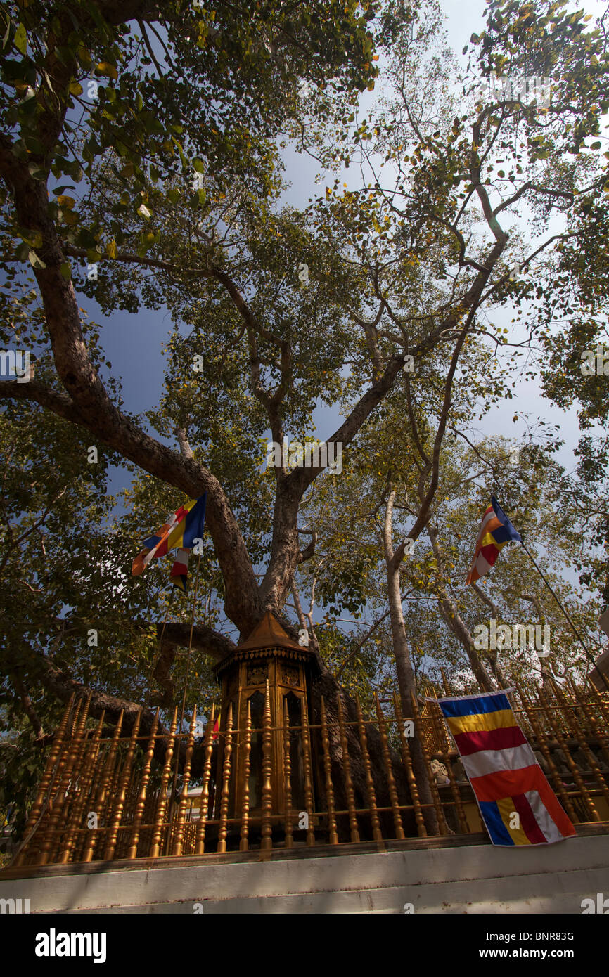 buddha tree anuradhapura sri lanka Stock Photo - Alamy
