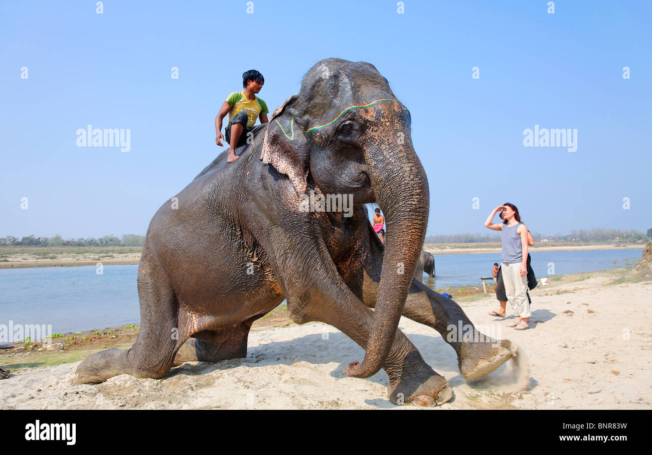 Asian elephant chitwan national park hi-res stock photography and ...