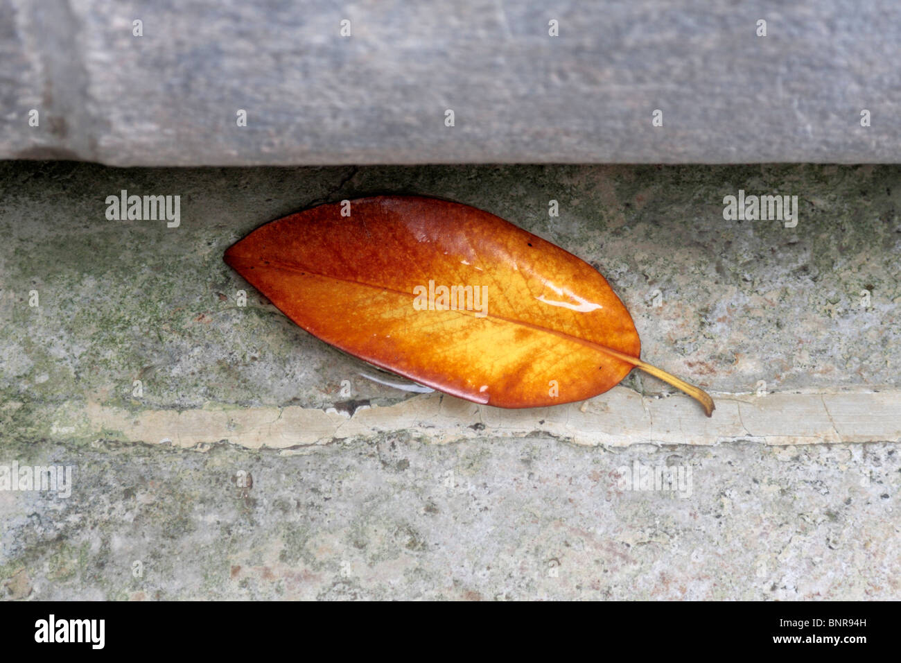 A gold coloured leaf floats in a shalllow pool of water Stock Photo - Alamy
