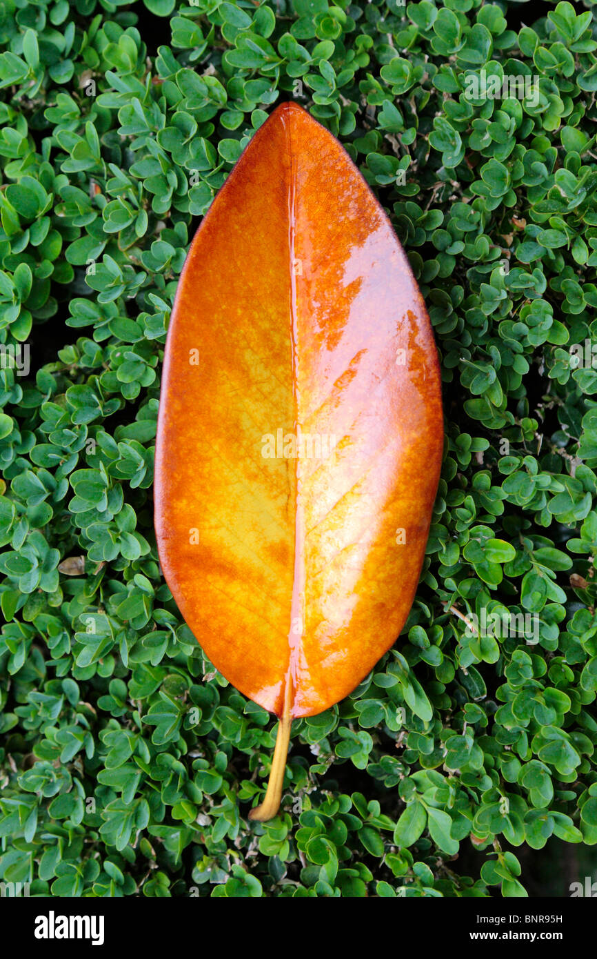 A gold coloured leaf on a green hedge background Stock Photo - Alamy