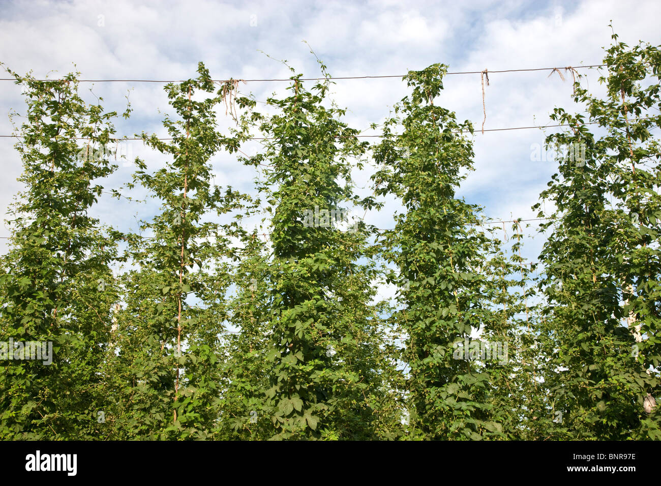 Hop vines hi-res stock photography and images - Alamy