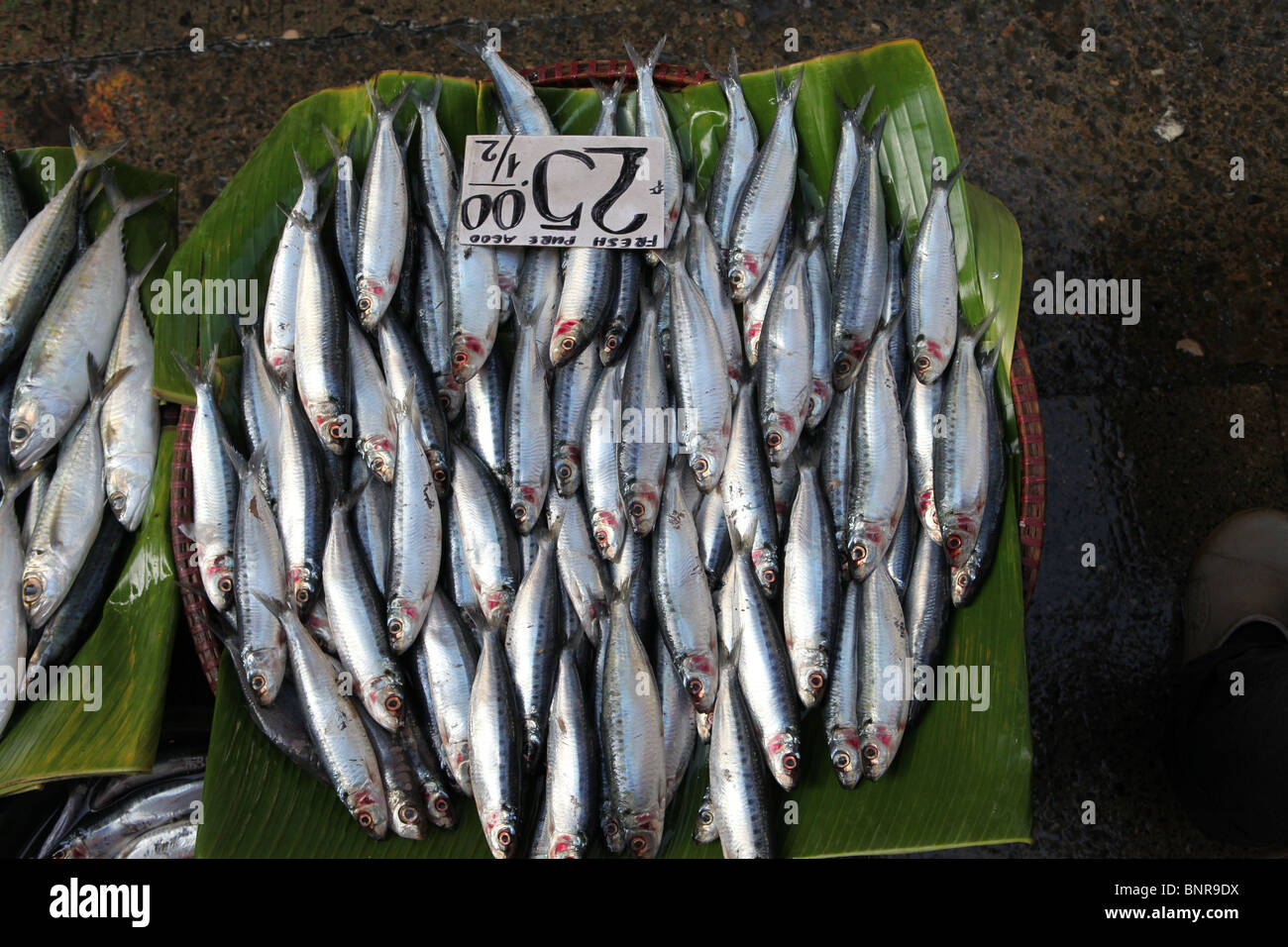 Common Fish In Philippine Market at Rita Clark blog