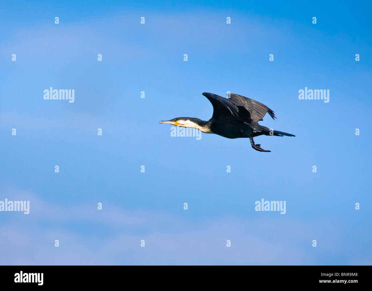 Cormorant birds in flight hi-res stock photography and images - Alamy