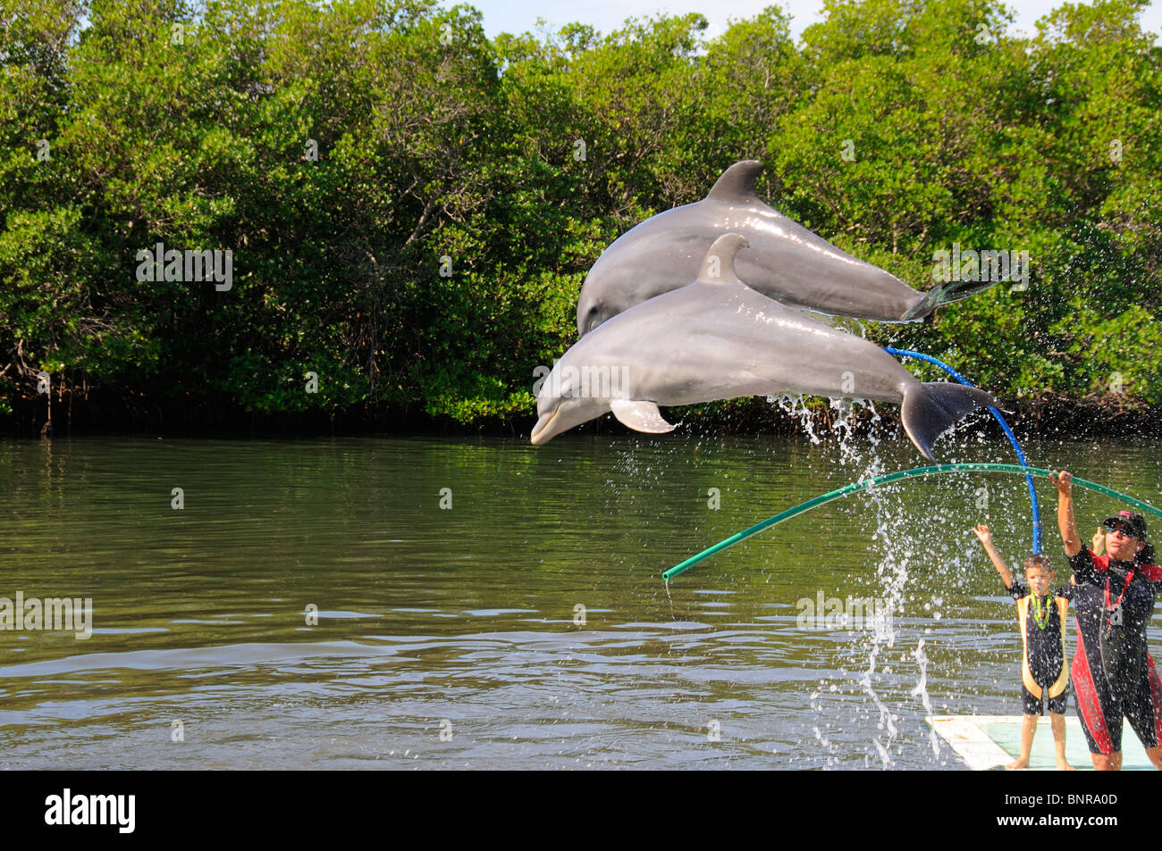 Two trained dolphins jumping in the Varadero Aquarium show. Taken on ...