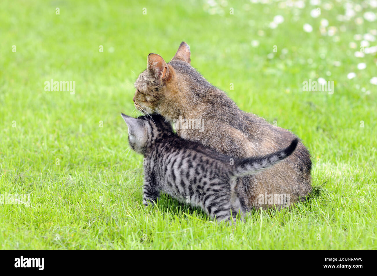 Mother cat with her cub Stock Photo - Alamy