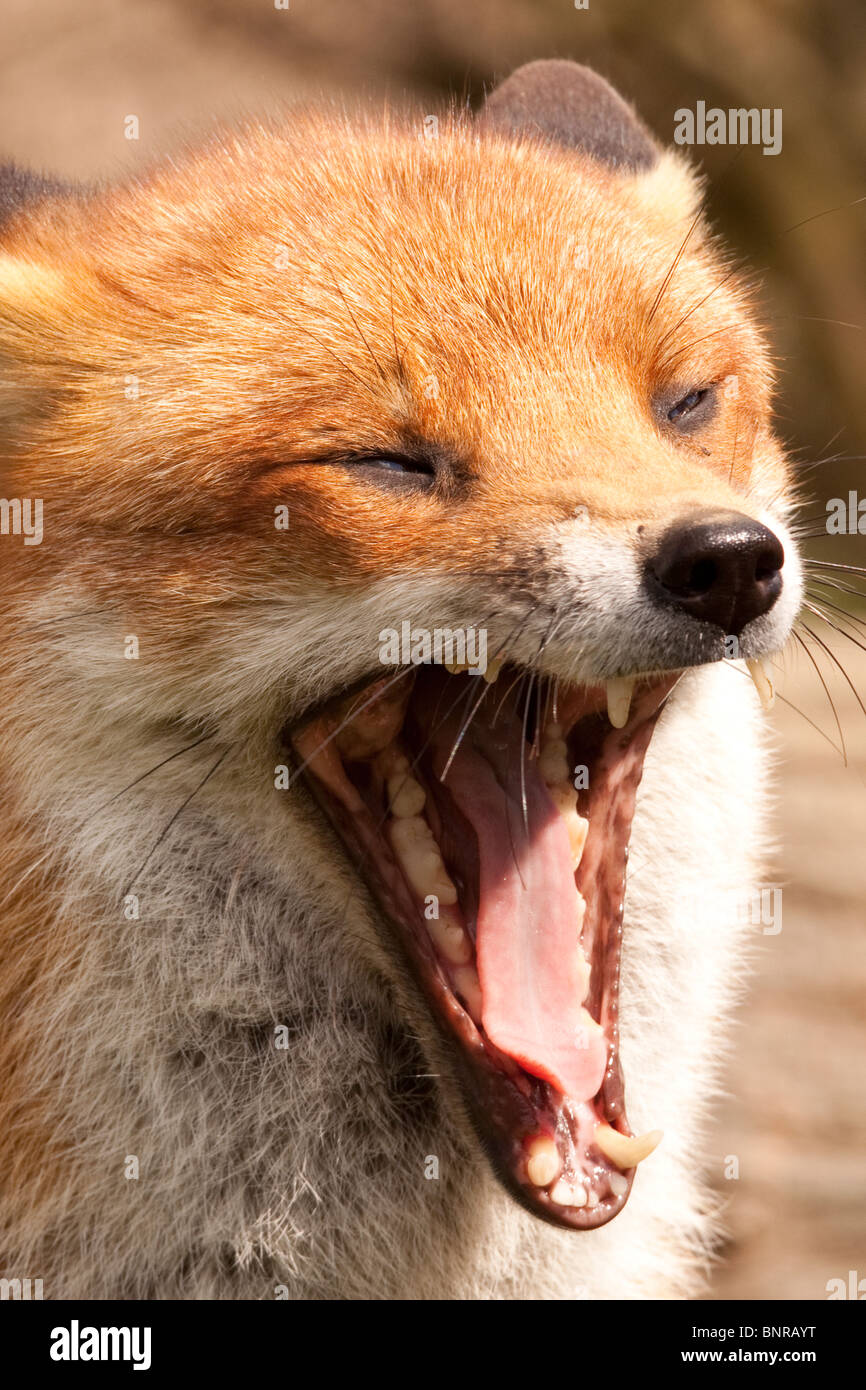 Fox open mouth teeth hi-res stock photography and images - Alamy