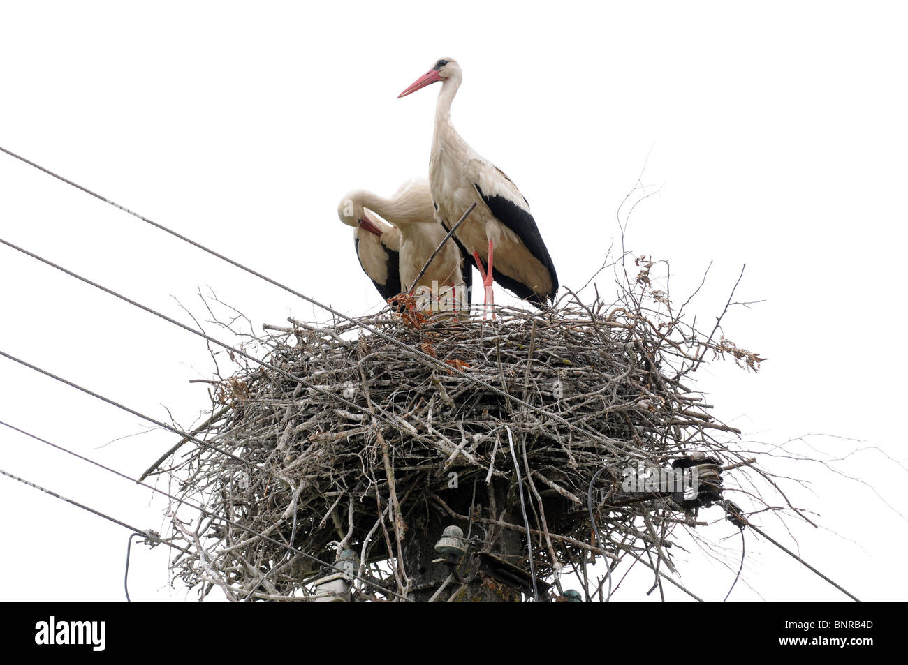The White Storks (Ciconia ciconia) in nest on pole, Mazovia region in ...
