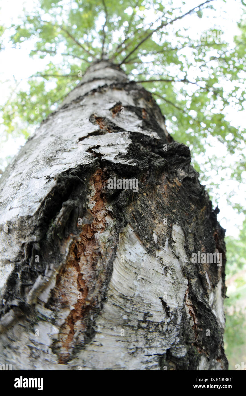 Tall birch trunk High Resolution Stock Photography and Images - Alamy