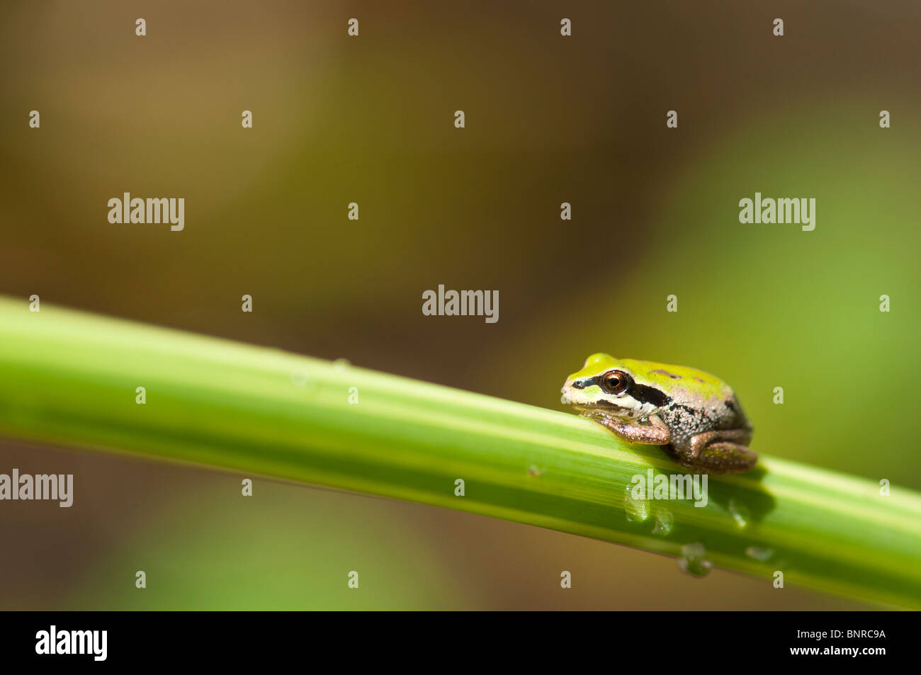 Pacific Tree Frog (Pseudacris regilla) on a blade of grass Stock Photo ...