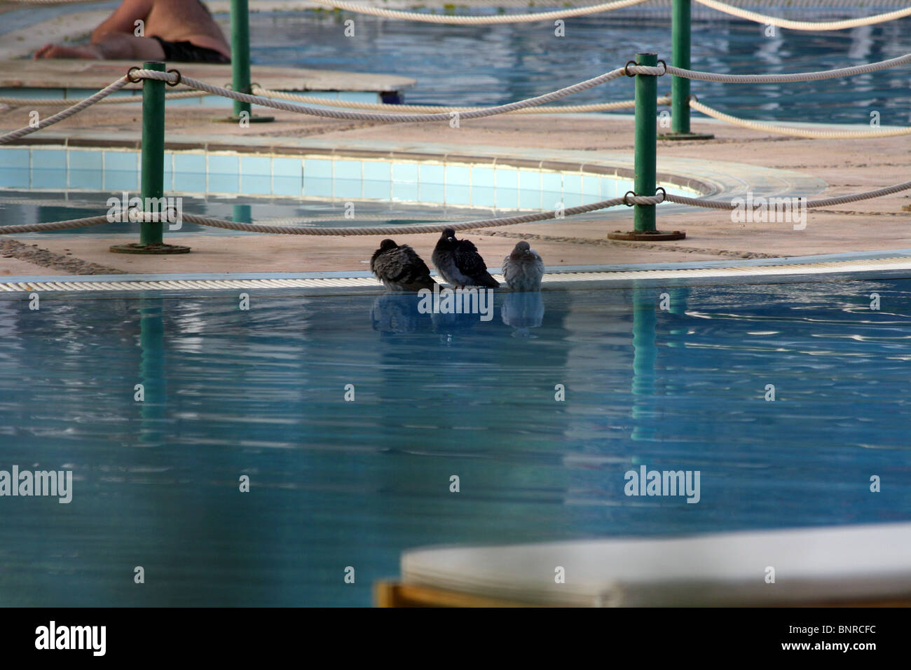 Three birds hanging out by the pool Stock Photo - Alamy