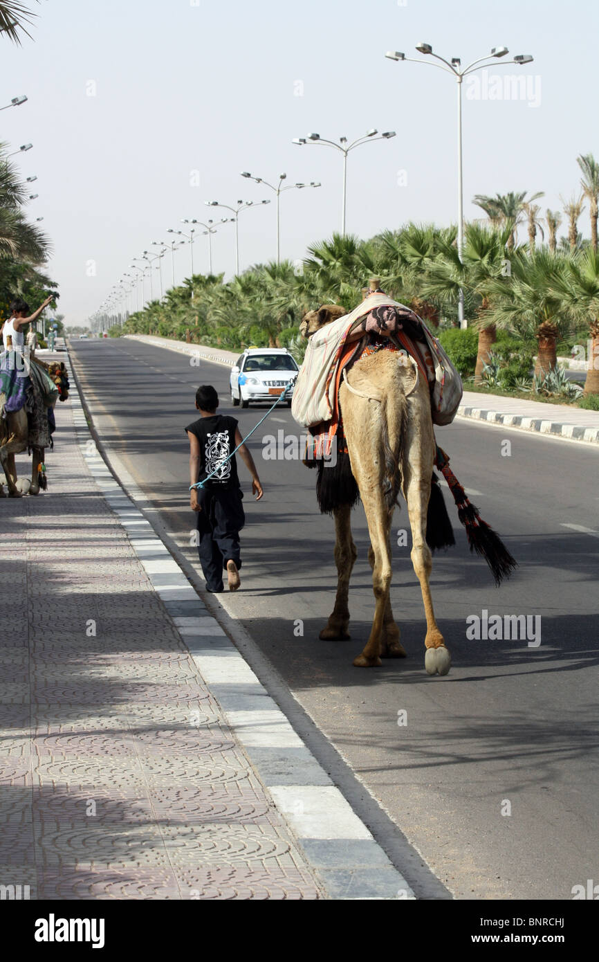 Boy riding camel hi-res stock photography and images - Alamy