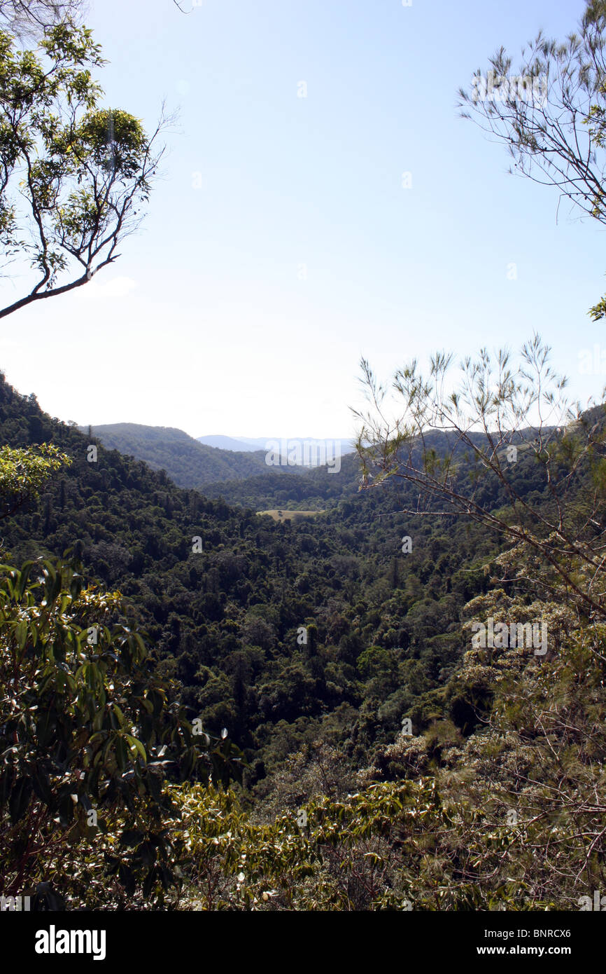 Queensland forest hi-res stock photography and images - Alamy