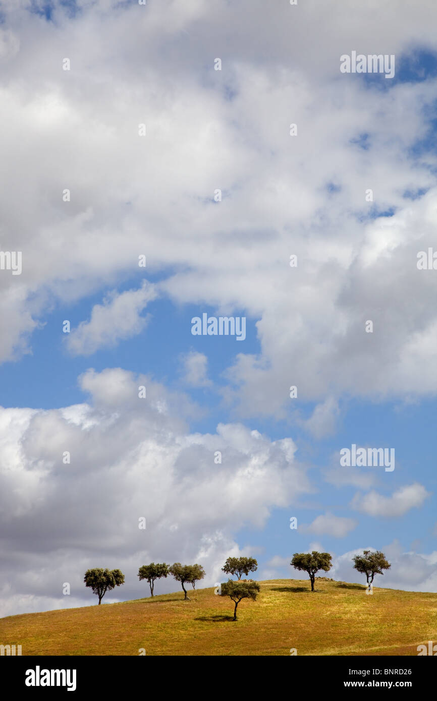trees in a alentejo farm, the south of portugal Stock Photo - Alamy