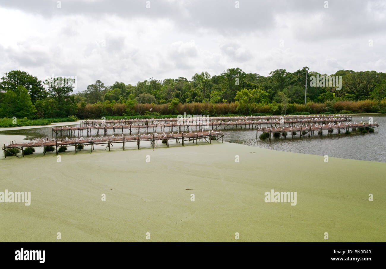 Louisiana, Avery Island, Jungle Gardens, Bird City, Egret and Heron ...