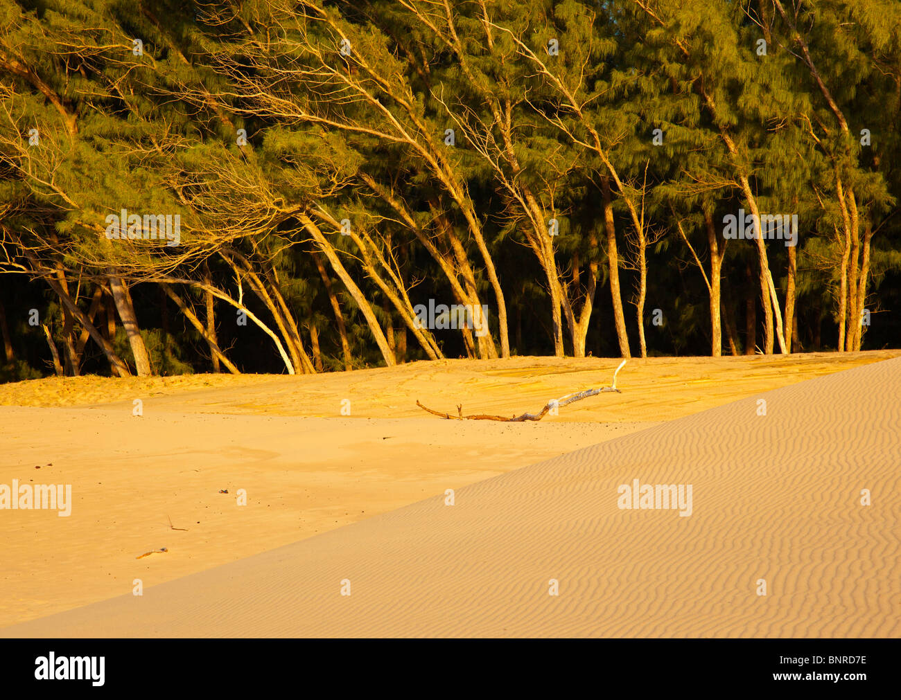 Lanscape forest hi-res stock photography and images - Alamy