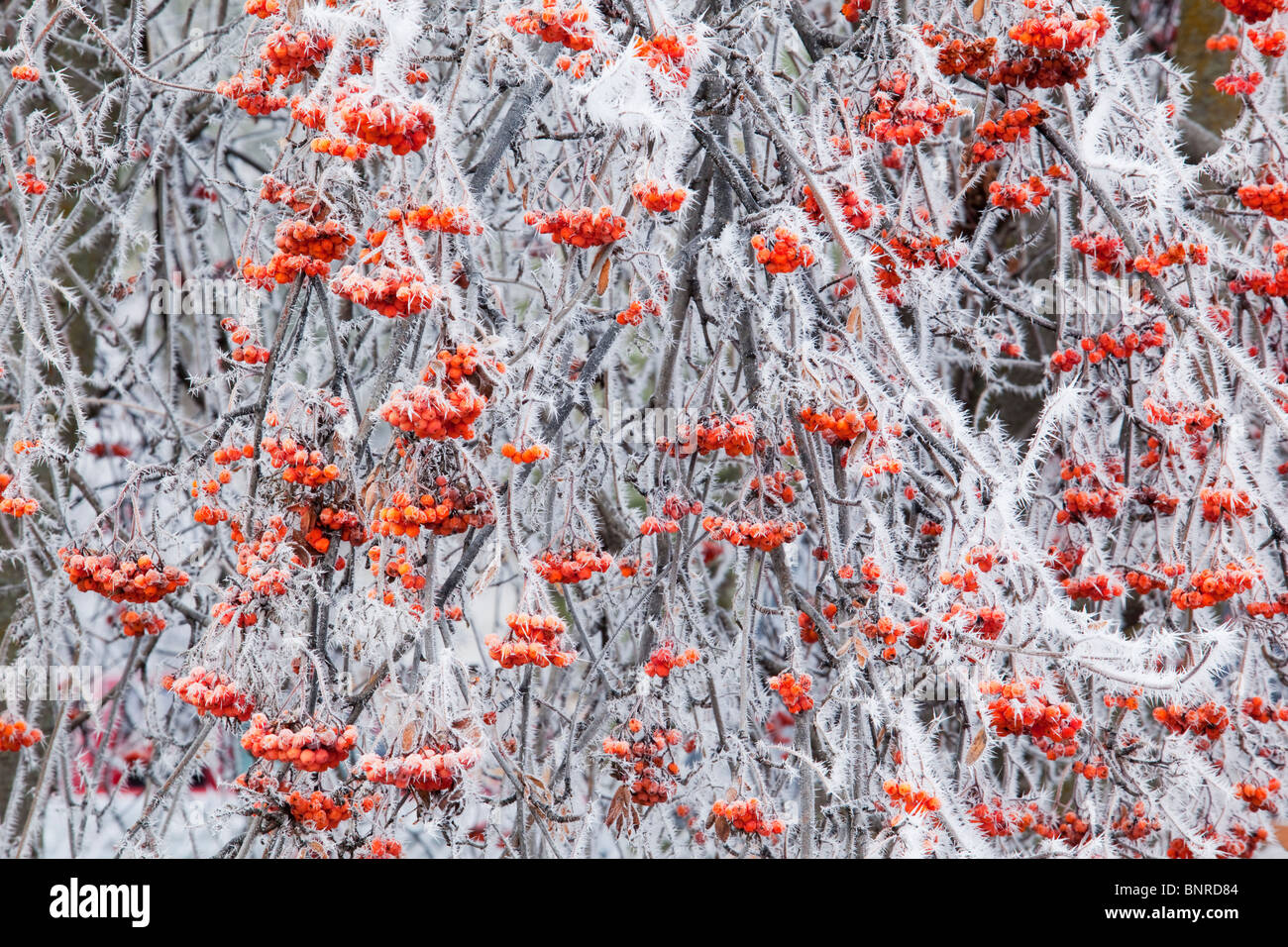Hoar frost on Mountain Ash tree Stock Photo - Alamy