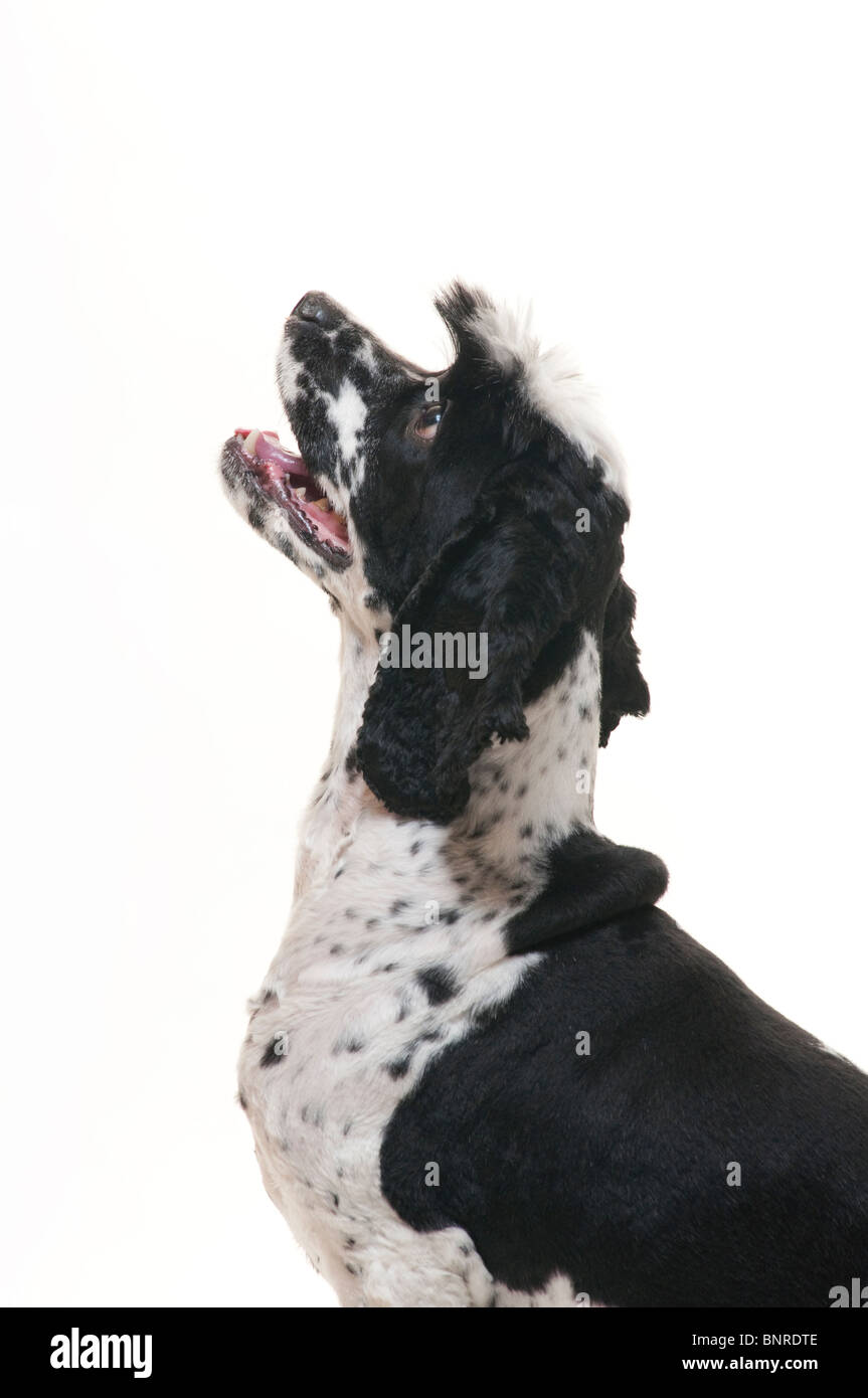 Cockalier hi-res stock photography and images - Alamy