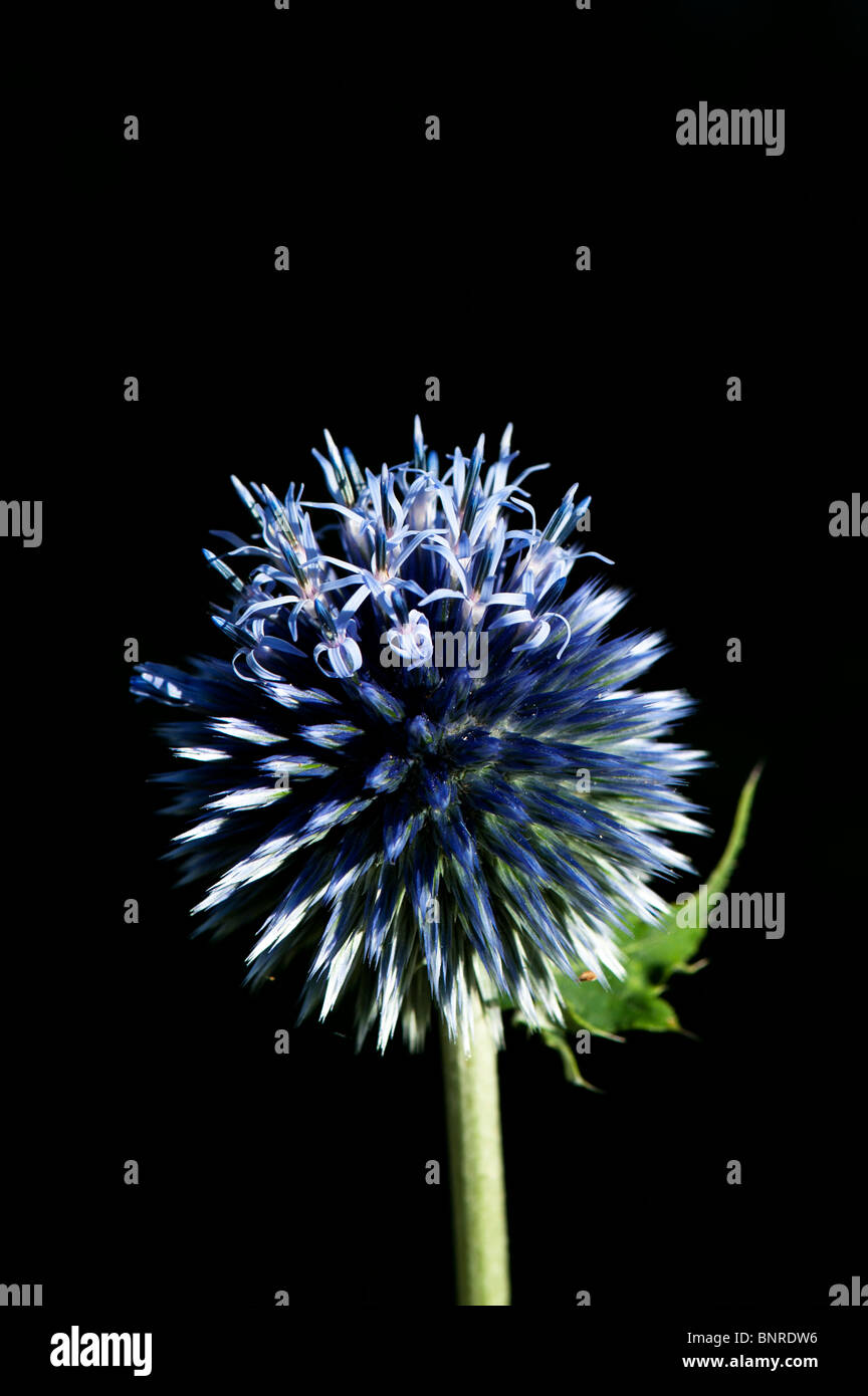 Echinops ritro veitch's blue. Globe thistle flower against a dark ...