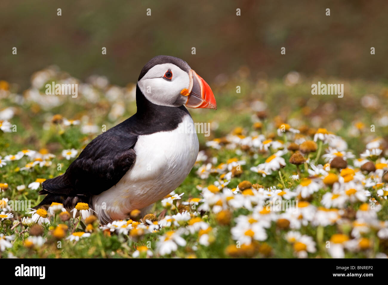 Puffin standing in the middle of flowers Stock Photo - Alamy