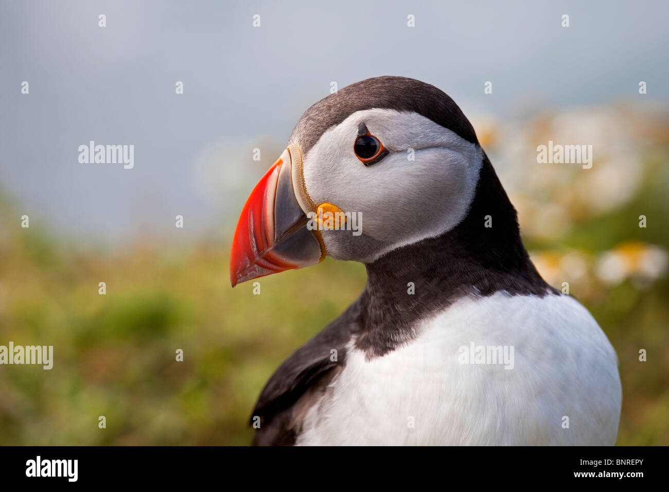 Puffin head hi-res stock photography and images - Alamy