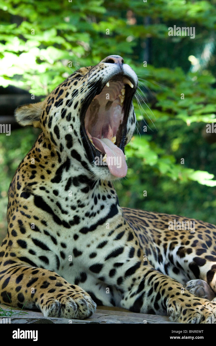 Jaguar (Panthera Onca Stock Photo - Alamy
