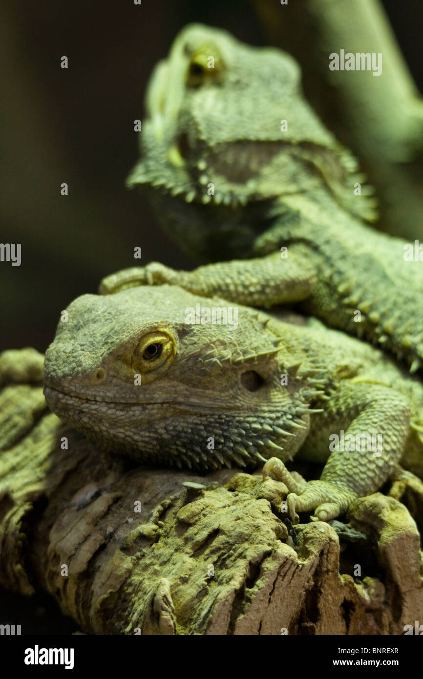Bearded dragon lizard pogona hi-res stock photography and images - Alamy