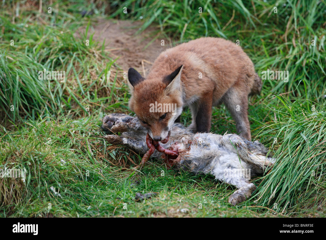 Red fox (Vulpes vulpes) cub feeding on rabbit Stock Photo - Alamy