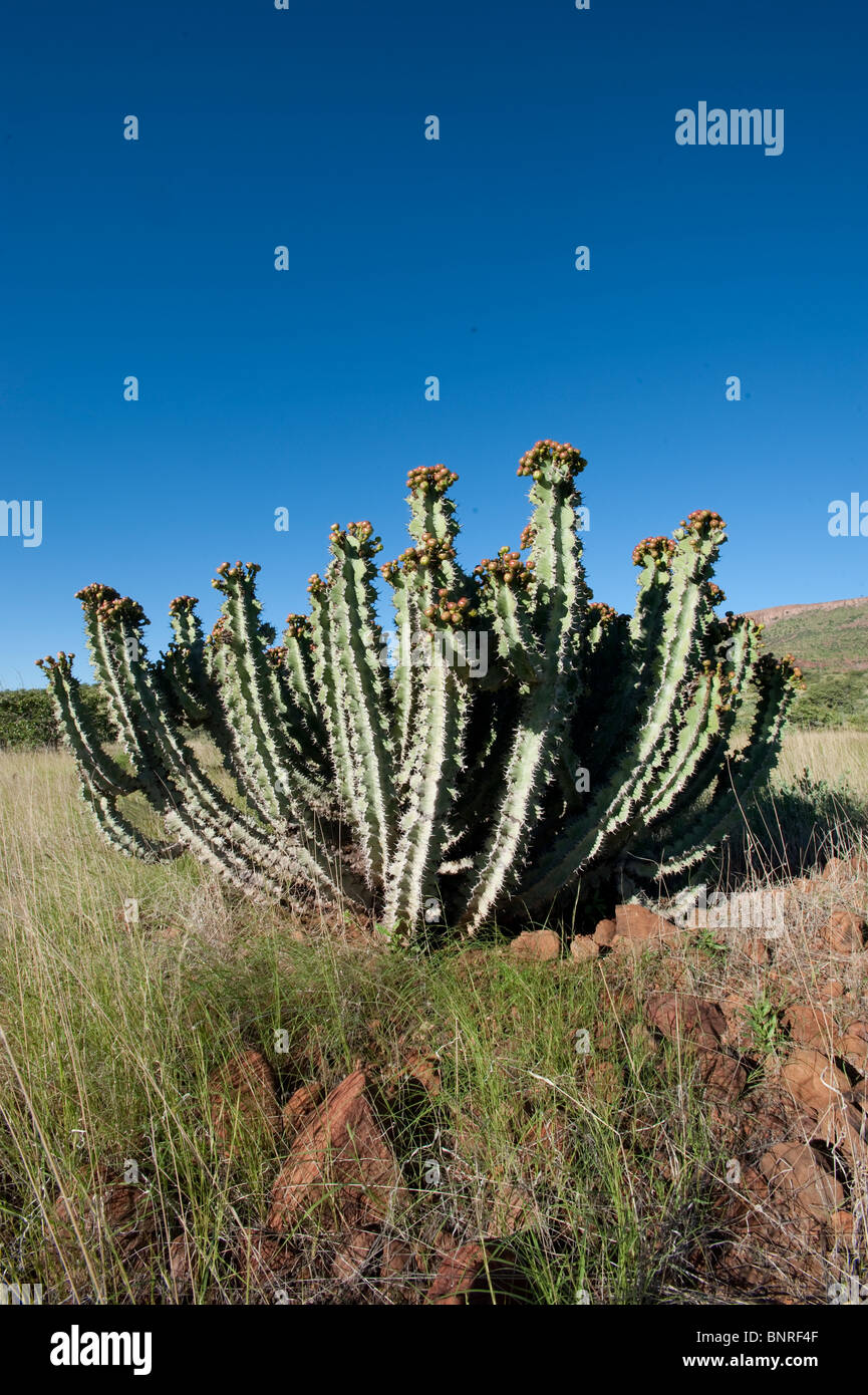 Euphorbia namibia hi-res stock photography and images - Alamy