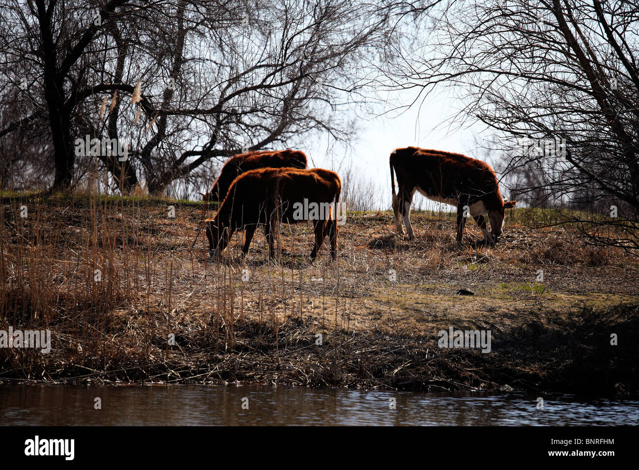 Meager ration hi-res stock photography and images - Alamy