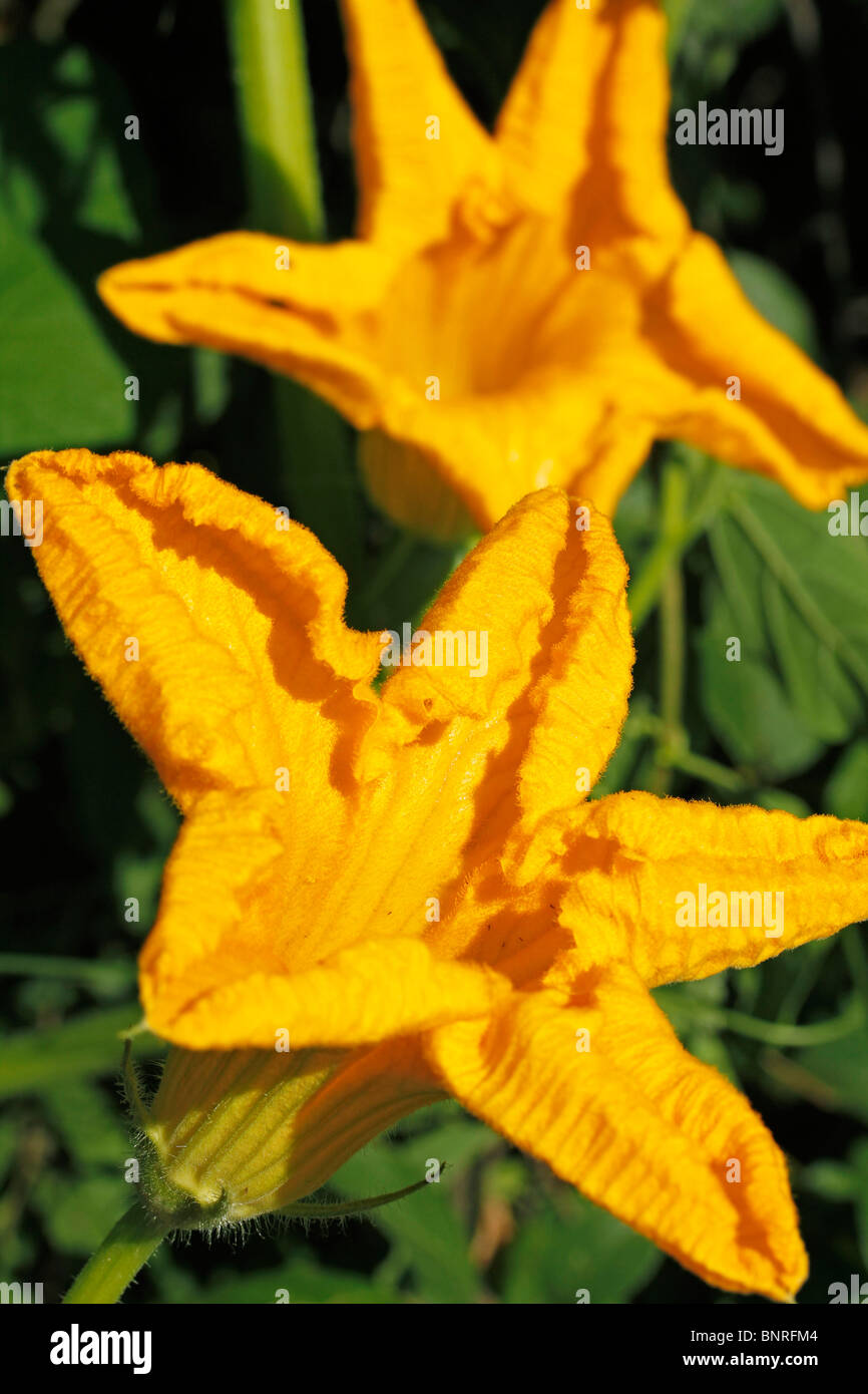 Yellow squash blooms hi-res stock photography and images - Alamy