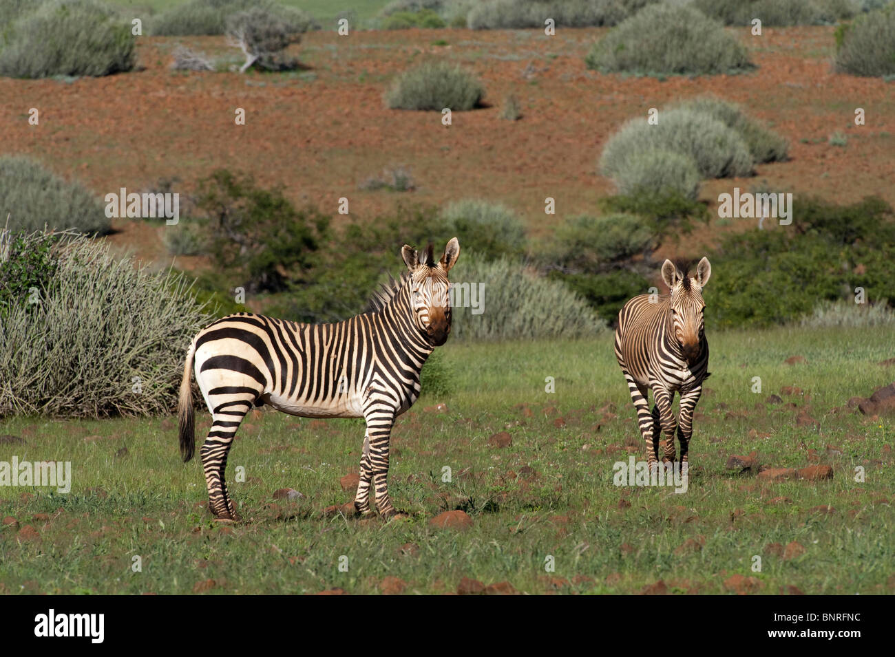 Hartmanns hi-res stock photography and images - Alamy