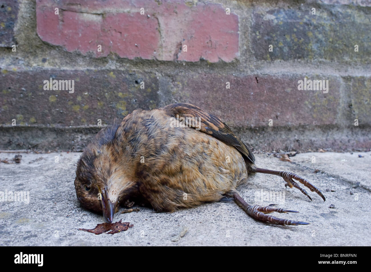 Dead thrush suffered traumatic accident after breaking neck by flying ...