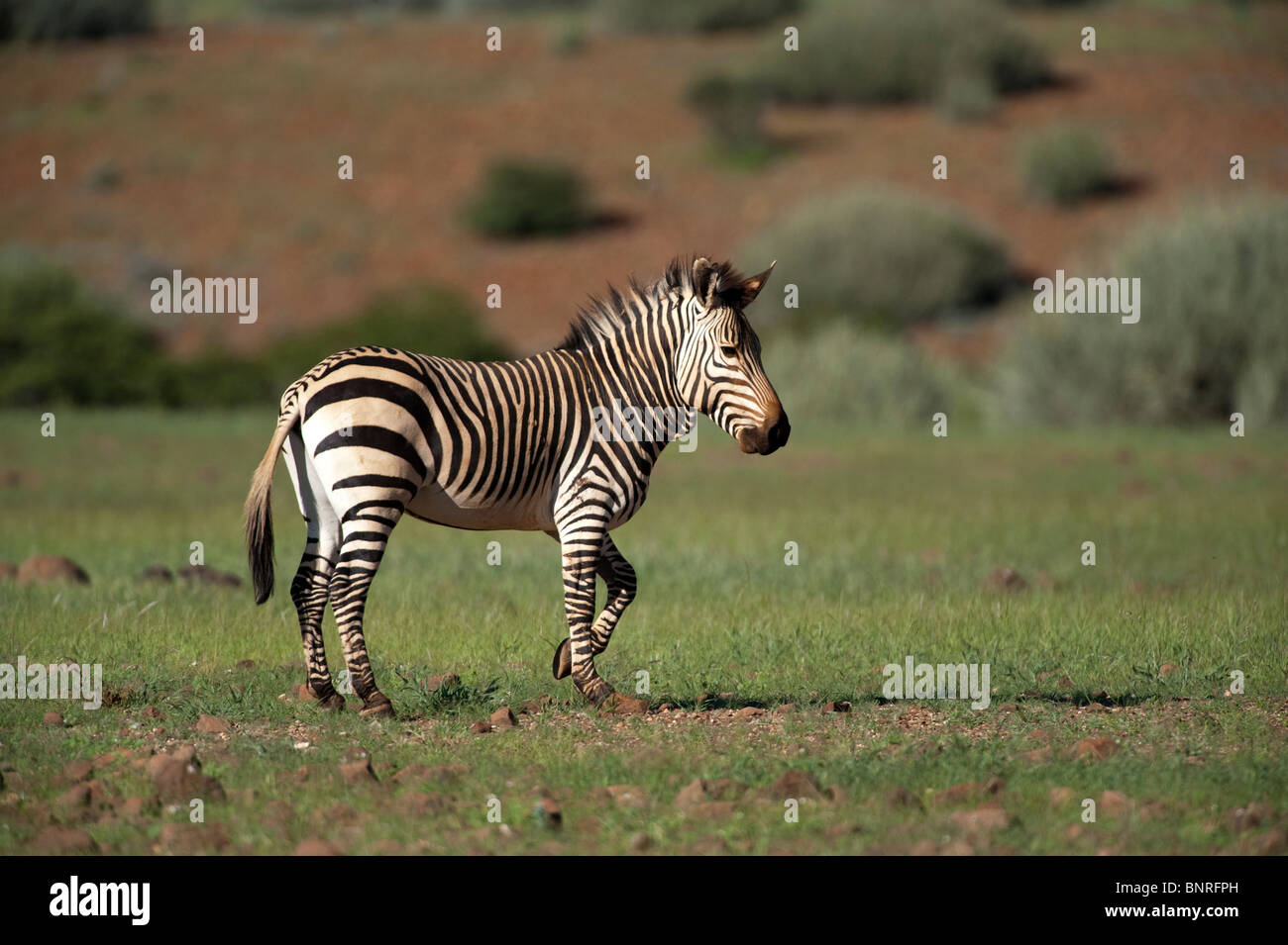 Hartmanns mountain zebra hi-res stock photography and images - Alamy