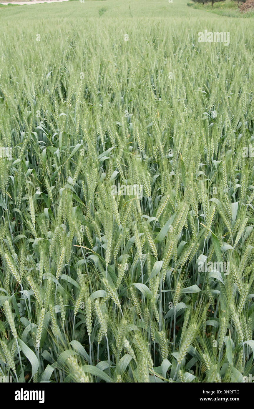Growing wheat in israel hi-res stock photography and images - Alamy