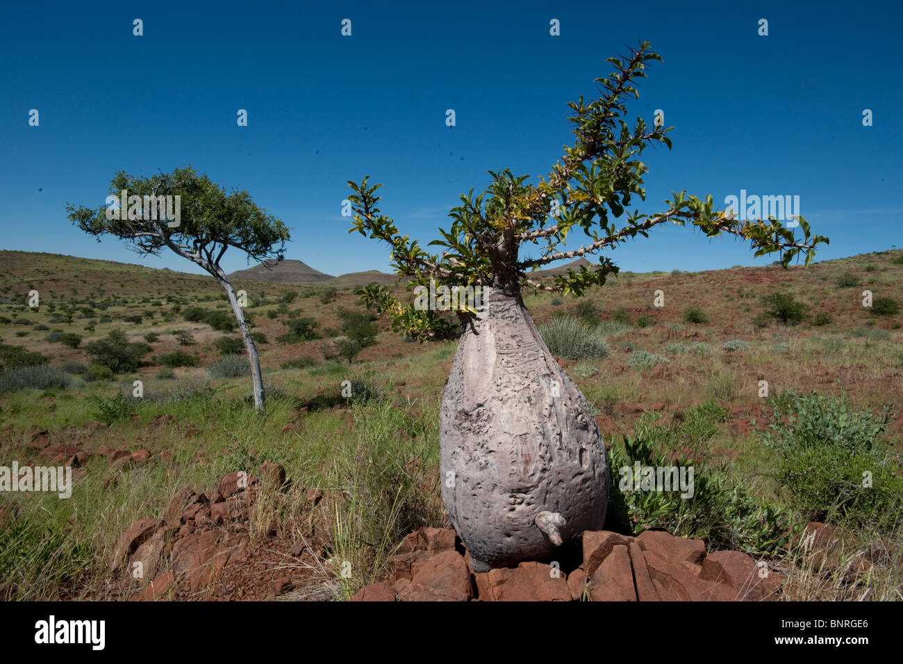 Bottle tree Pachypodium lealii at Palmwag Namibia Stock Photo - Alamy