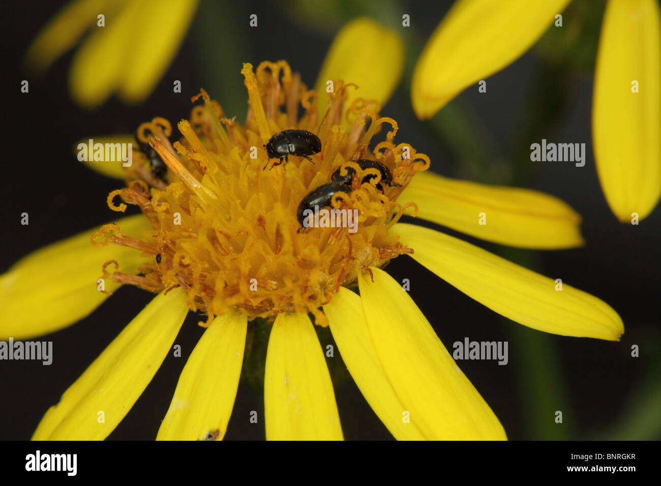 Common pollen beetle - Meligethes aeneus - Family: Nitidulidae on ...