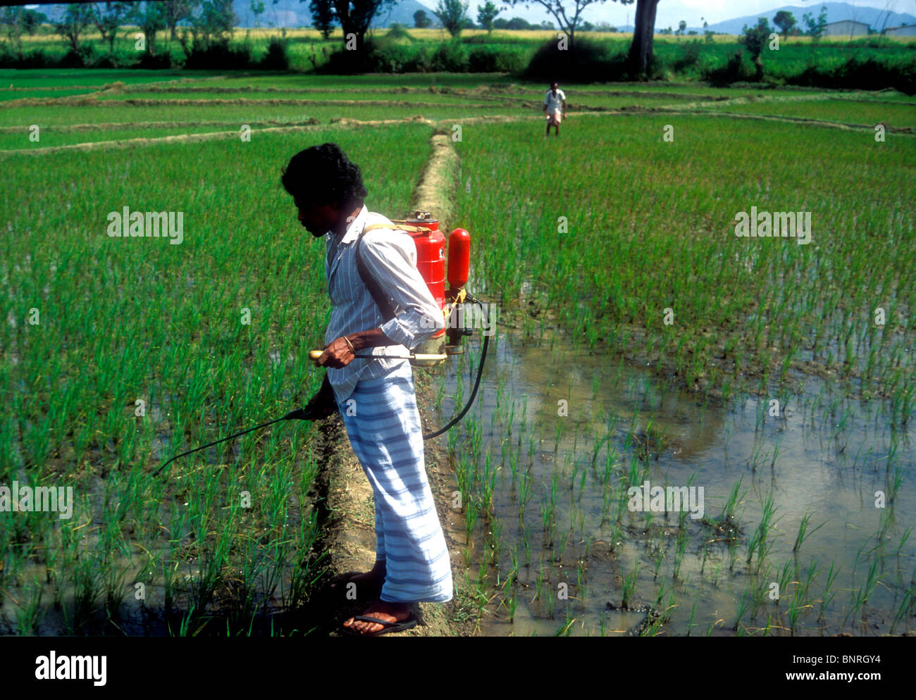 Spraying pesticide to kill malarial mosquitoes in a rice paddy in Sri ...