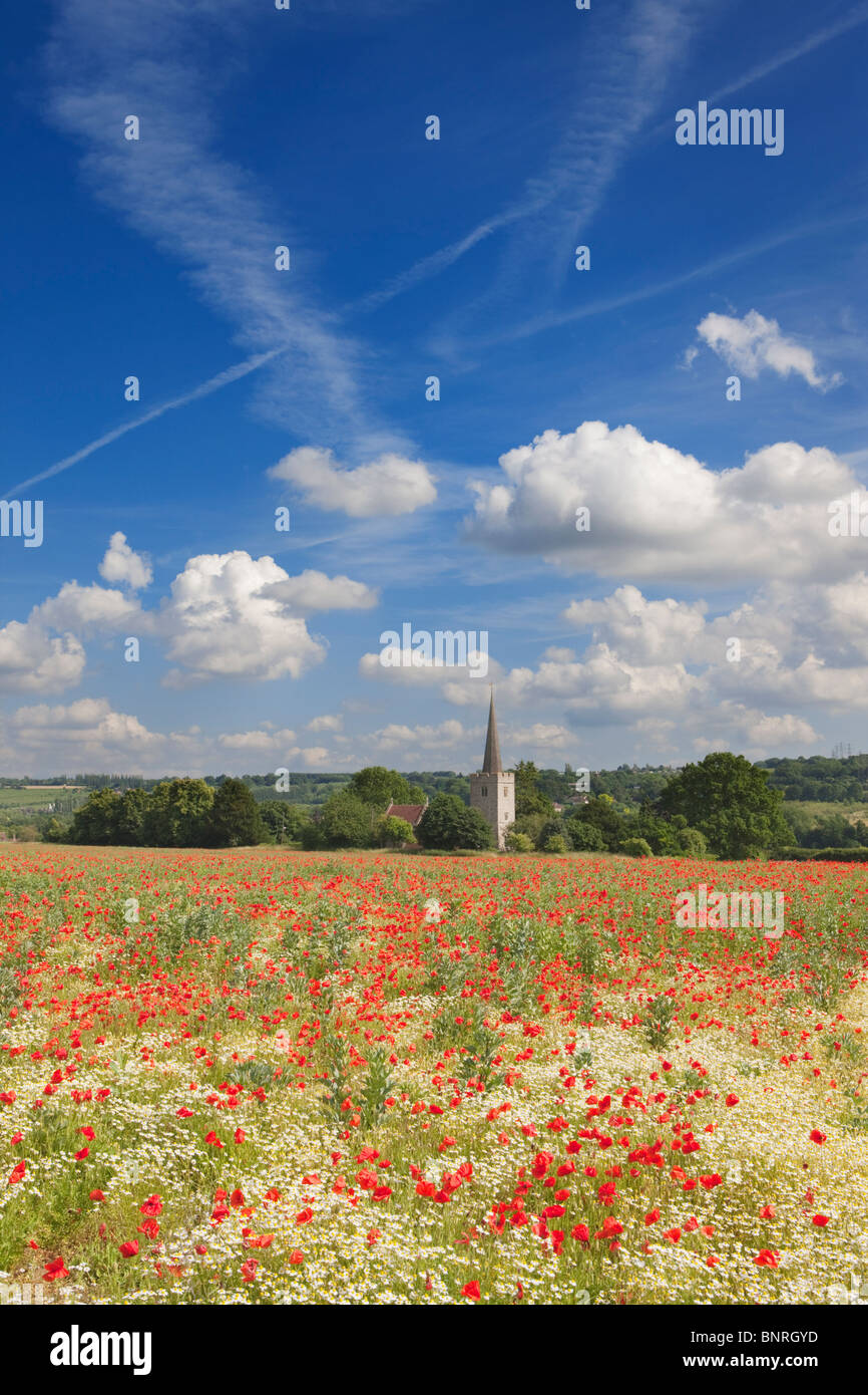 Poppy field in front of church; East Barming; Kent; England Stock Photo ...
