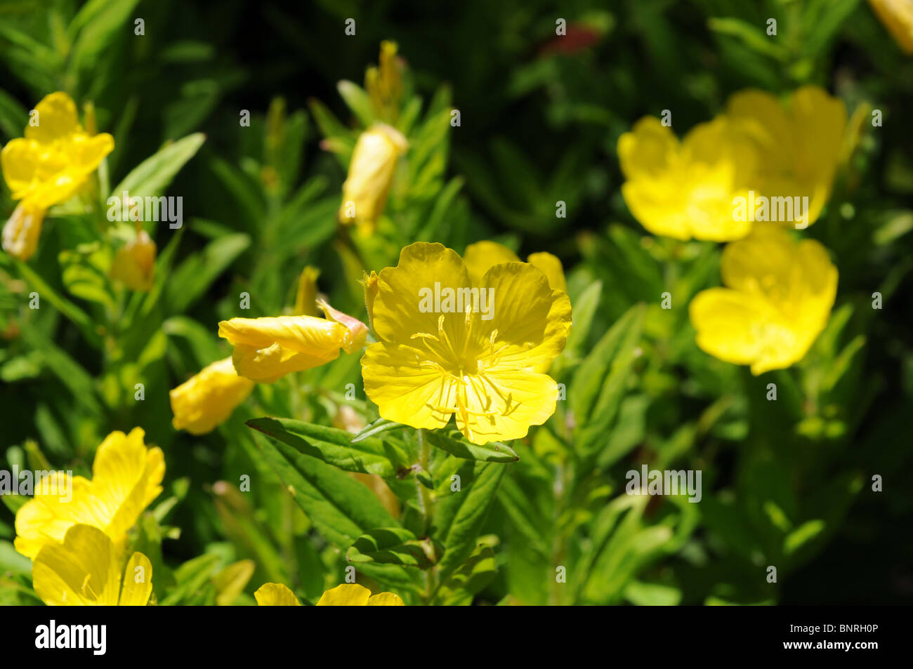 Oenothera fruticosa L., common name: Narrow-Leaved Sundrops or ...