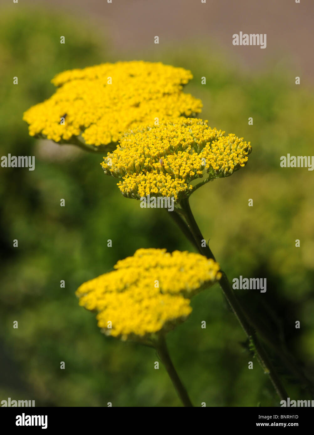 Achillea filipendulina Lam. Fernleaf Yarrow Stock Photo - Alamy