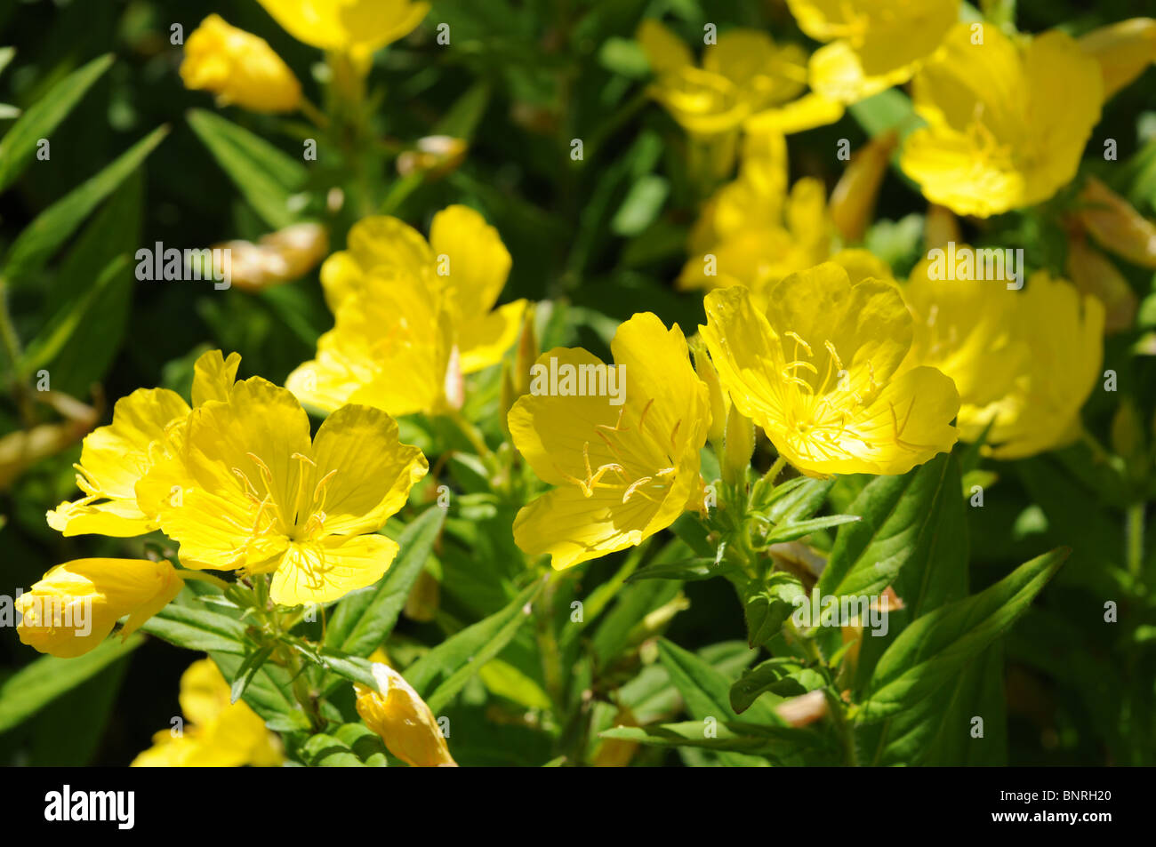 Oenothera fruticosa L., common name: Narrow-Leaved Sundrops or ...