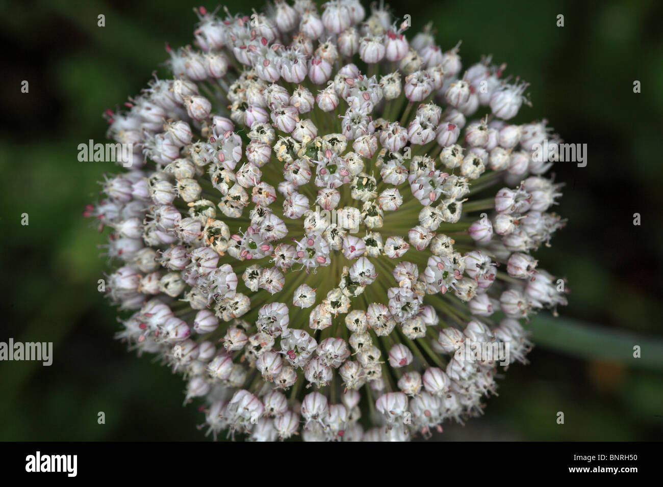 How to plant garlic hi-res stock photography and images - Alamy