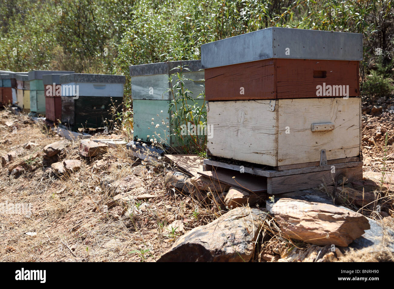 Apiary boxes with bees Stock Photo - Alamy